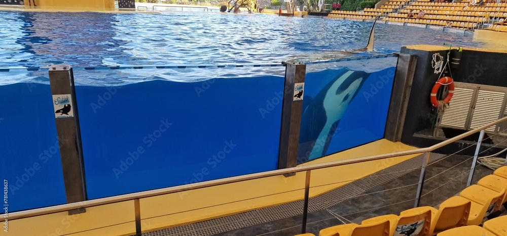 Foto de orcinus orca in a sea park, orca, or killer whale, is a toothed ...