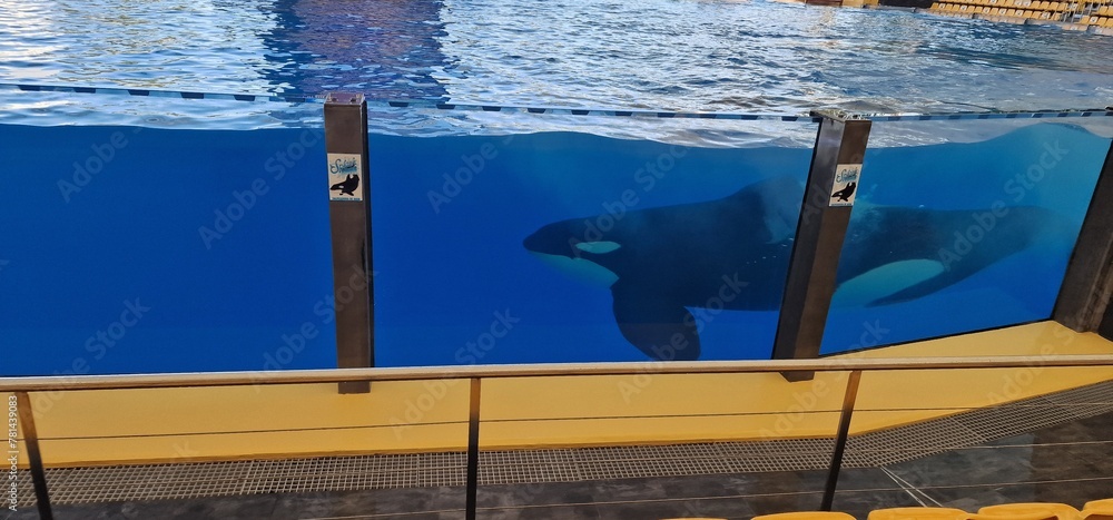 orcinus orca in Loro park, tenerife, orca, or killer whale, is a ...