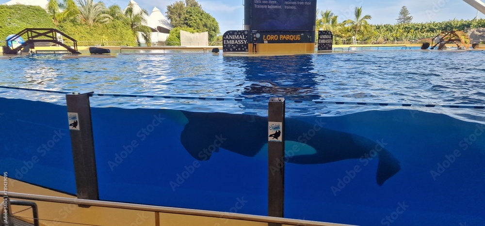 orcinus orca in Loro park Tenerife Spain, killer whale, is a toothed ...
