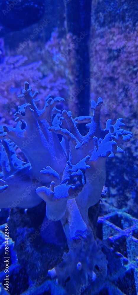 Sinularia is a genus of soft coral in the family Alcyoniidae. They are ...