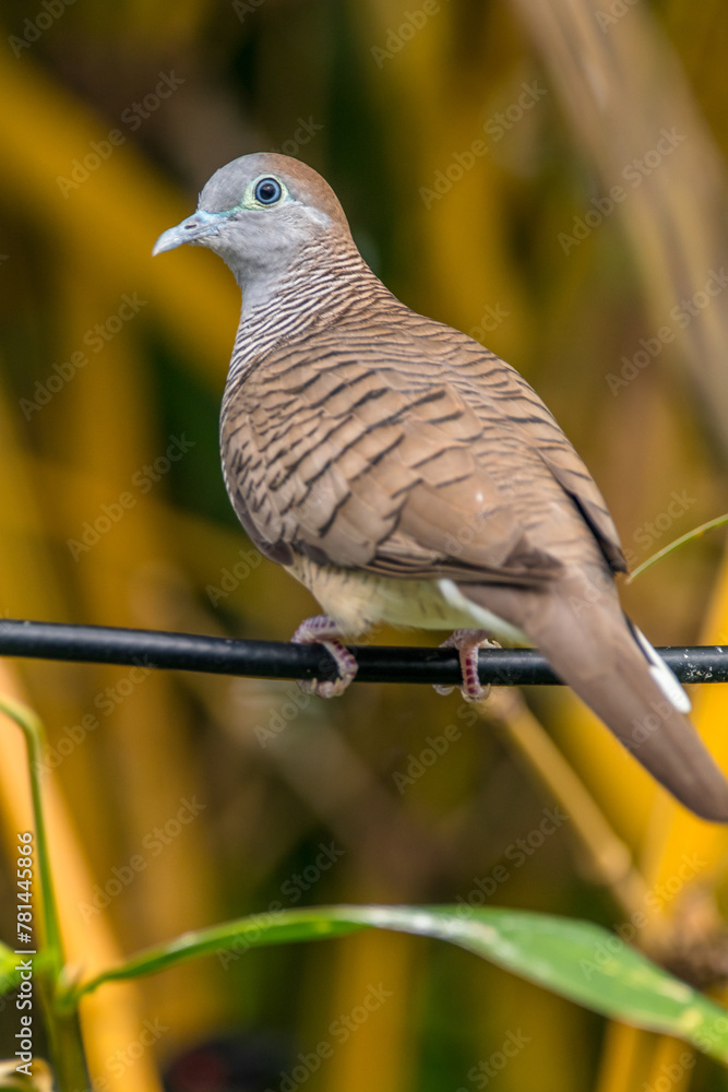 The zebra dove (Geopelia striata), also known as the barred ground dove ...