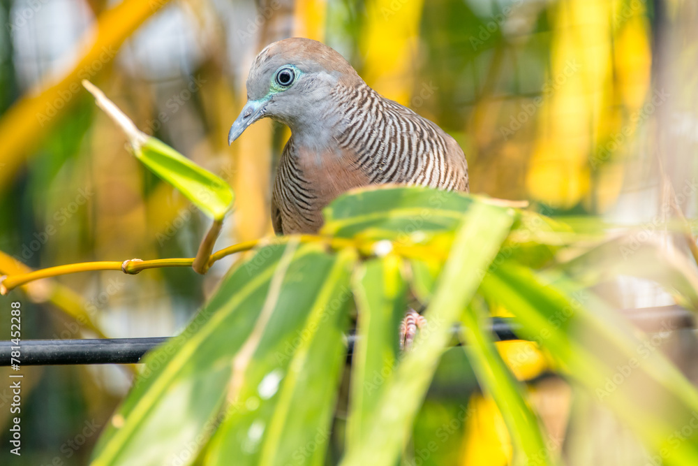The zebra dove (Geopelia striata), also known as the barred ground dove ...