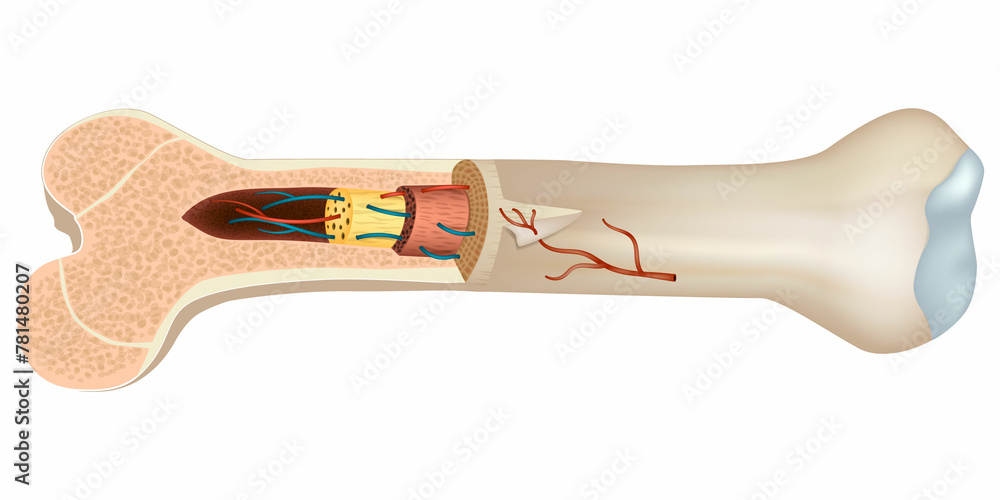 Structure and components of long bone. Proximal epiphysis, Distal ...