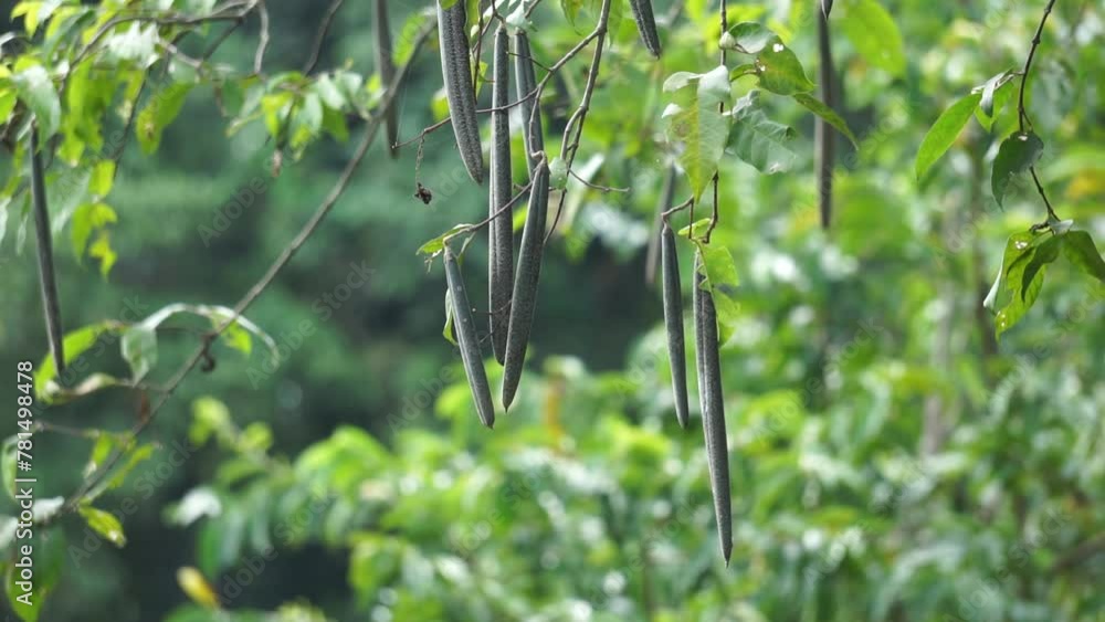 Vidéo Stock Wrightia pubescens (Mentaok, Mentaos, Bintaos) plant. This ...