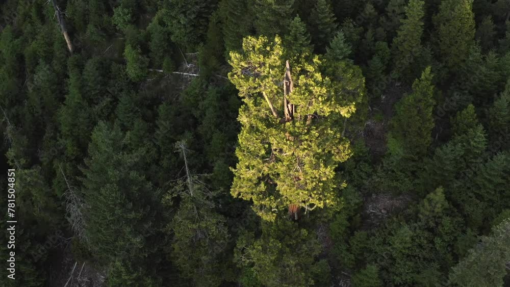 Vidéo Stock A large tree is the main focus of the image, with the ...