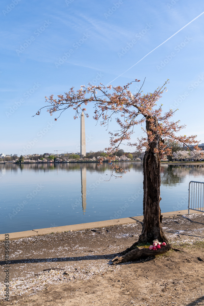 Stumpy, the viral cherry blossom tree, past peak bloom, on its final ...
