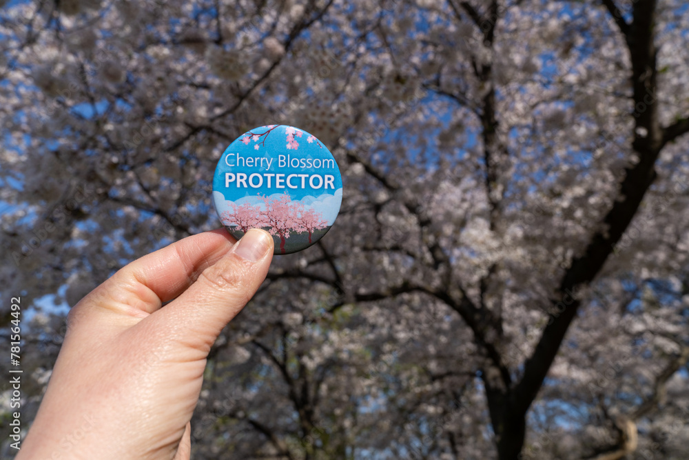 Button reading Cherry Blossom Protector held up in front of cherry ...