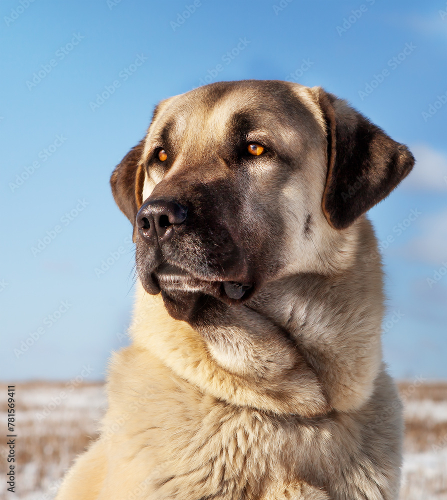 Turkish Kangal dog in winter on a pasture, portrait, close-up ...