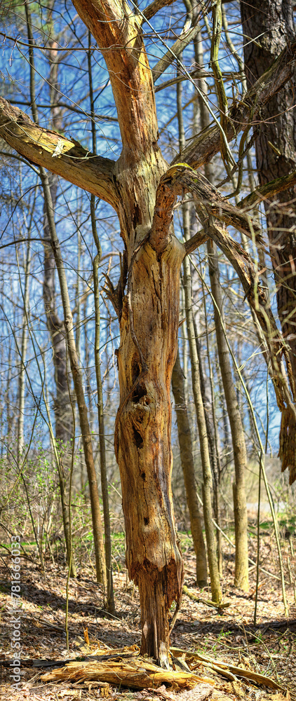 A very old and rotted tree is somehow still standing after being pecked ...