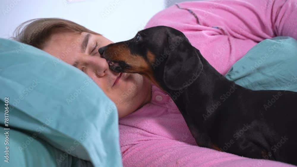 man and dachshund sharing a tender moment as the dog gives her a nose ...