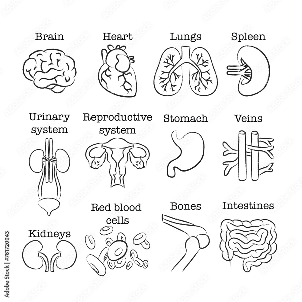 Vetor de Human anatomy clip art vector, human anatomy hand drawn line ...