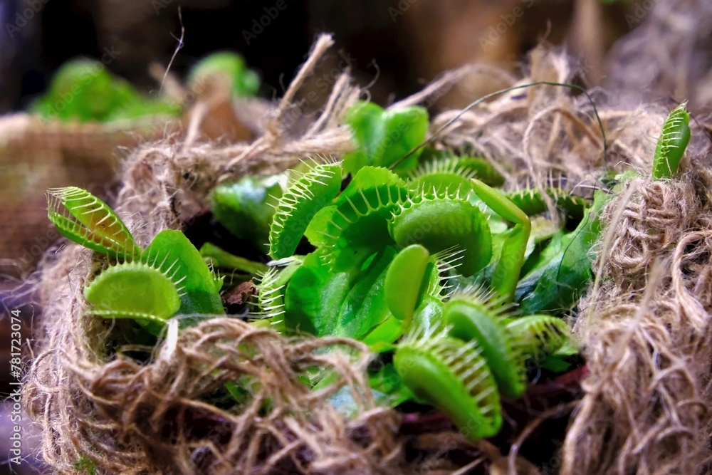 Beautiful exotic flowers of Venus flytrap (Dionaea muscipula). It is ...