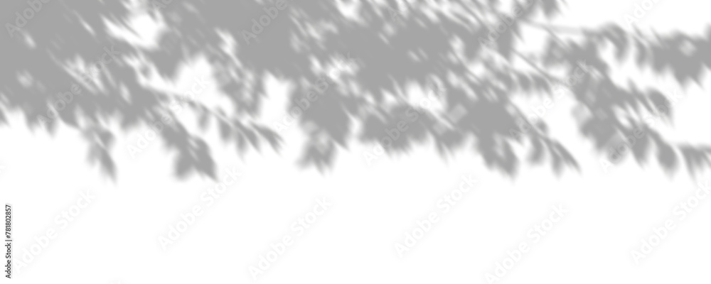 Tropics shadow tree branches leafy move flowing on transparent ...