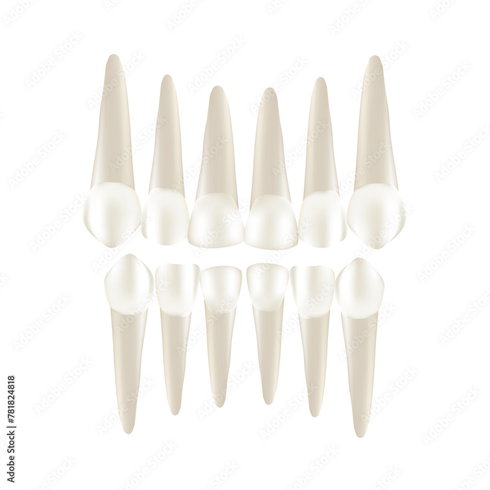 Vecteur Stock Set of realistic tooth with apexes. The permanent ...