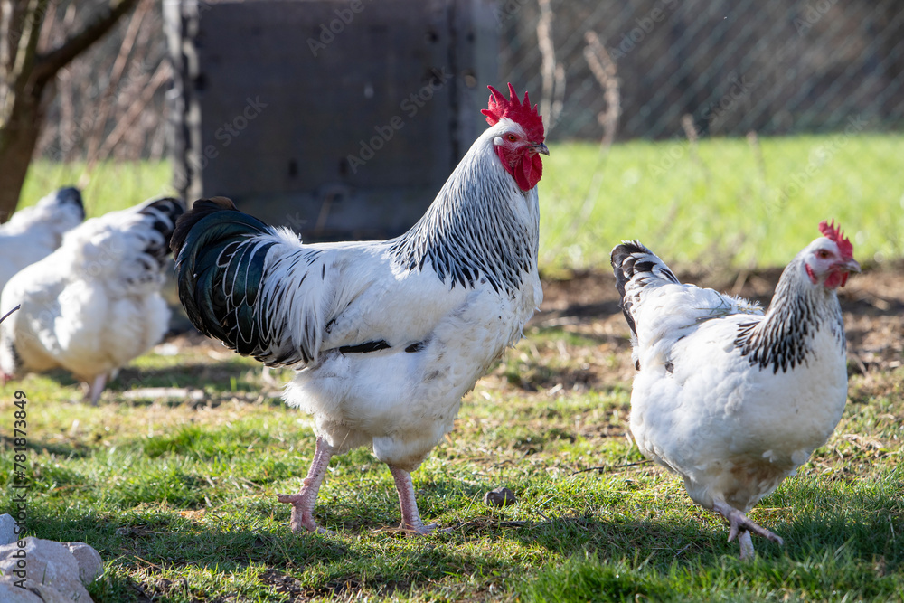Coq sussex et poules dans un jardin avec soleil au printemps Stock ...
