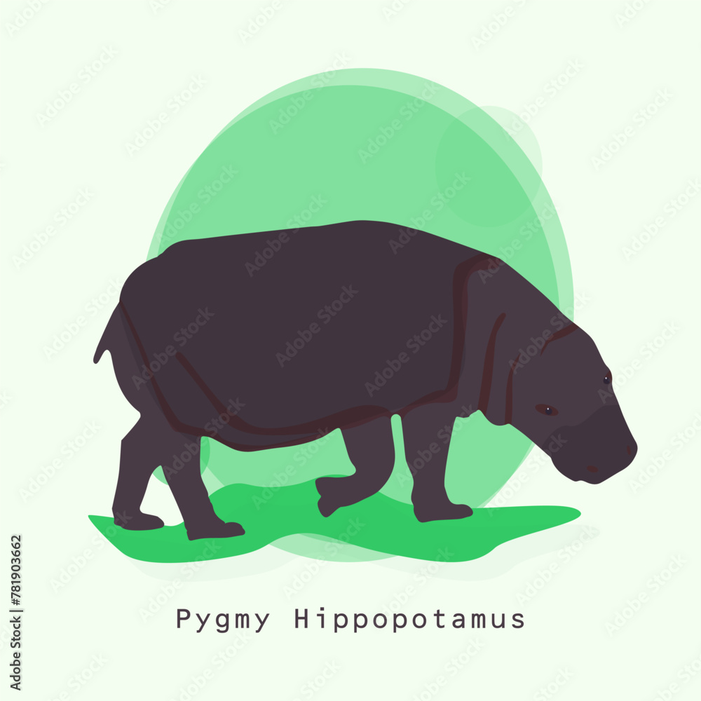 Pygmy hippopotamus vector, illustration. African wild animal. Small ...