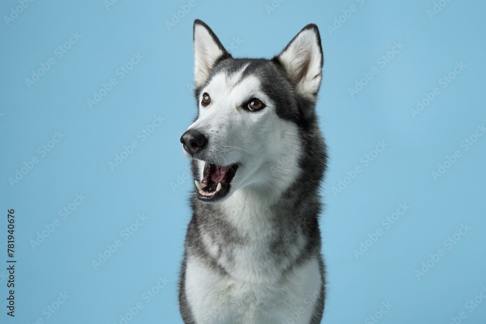 Siberian Husky with a joyful expression, set against a light blue ...