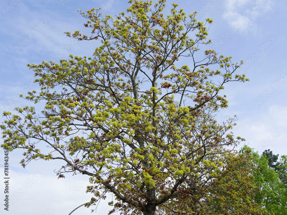Acer platanoides 'Schwedleri' | Norway Schwedler's maple. Tree with ...