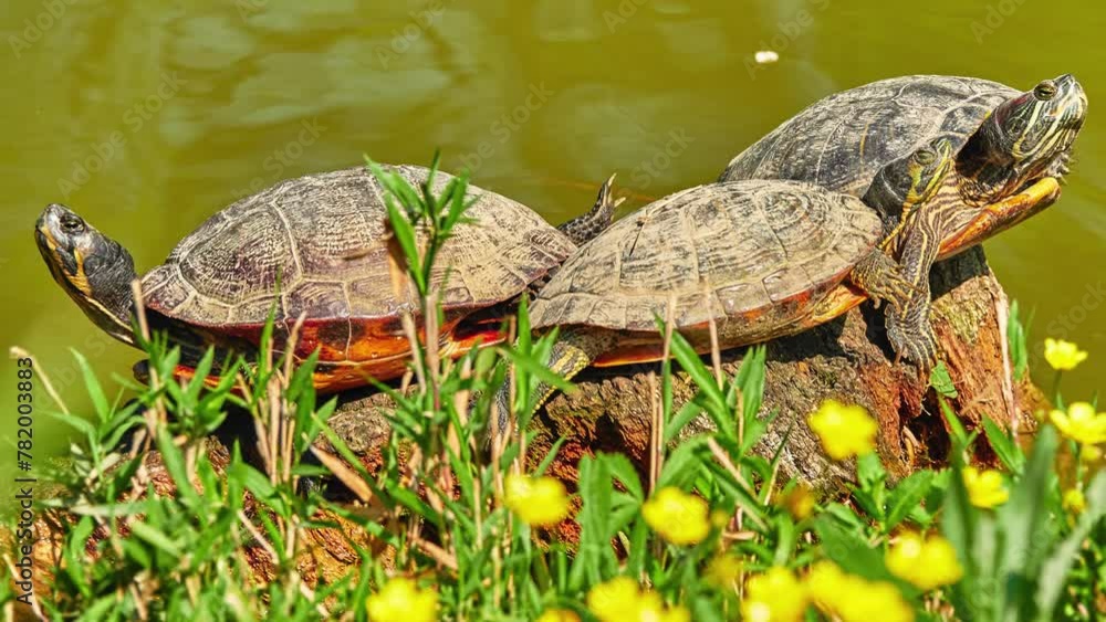 Red-eared slider (Trachemys scripta elegans), red-eared terrapin, red ...