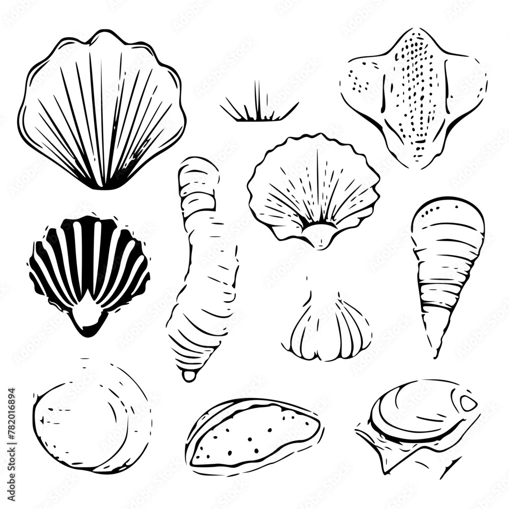 Seashells svg, Seashell svg file, Ocean svg, Marine, Clipart, Seashell ...