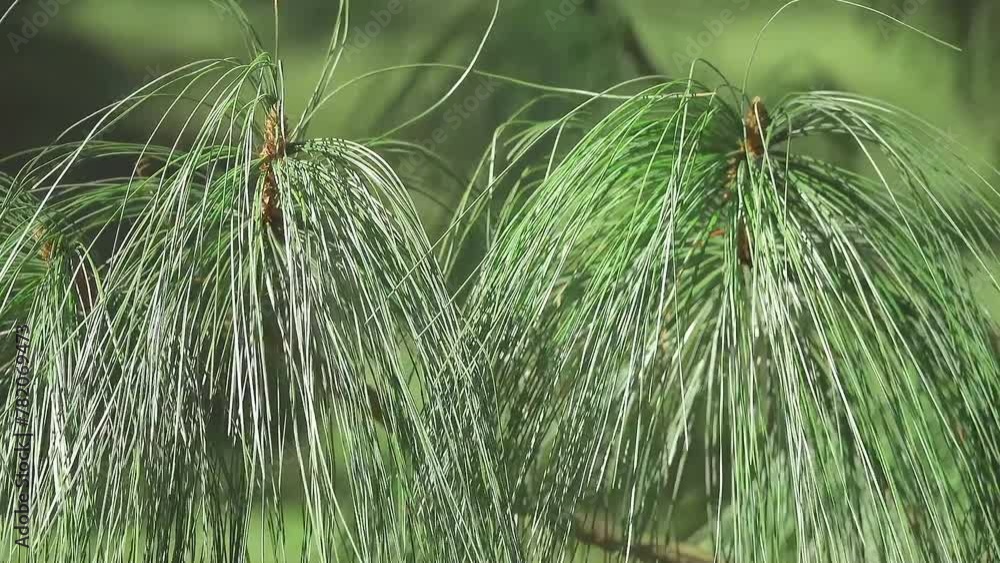 Pinus wallichiana is a coniferous evergreen tree native to the Himalaya ...