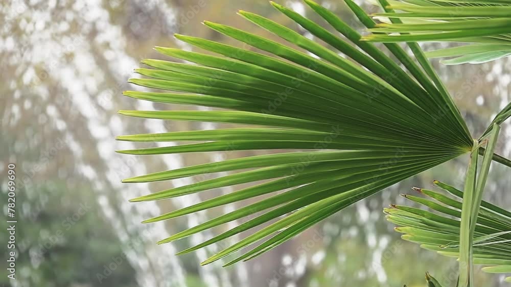 Trachycarpus fortunei, Chinese windmill palm, windmill palm or Chusan ...