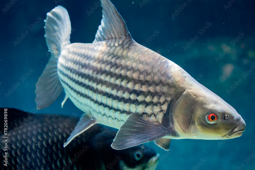 The Jullien's golden carp (Probarbus jullieni) is a species of ...