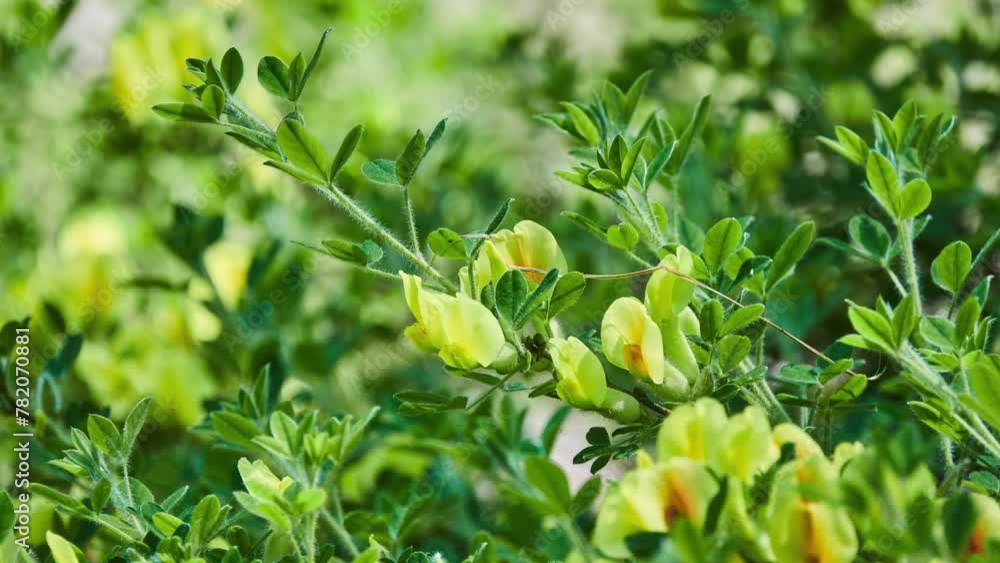 Cytisus hirsutus (clustered broom or hairy broom) is a perennial plant ...