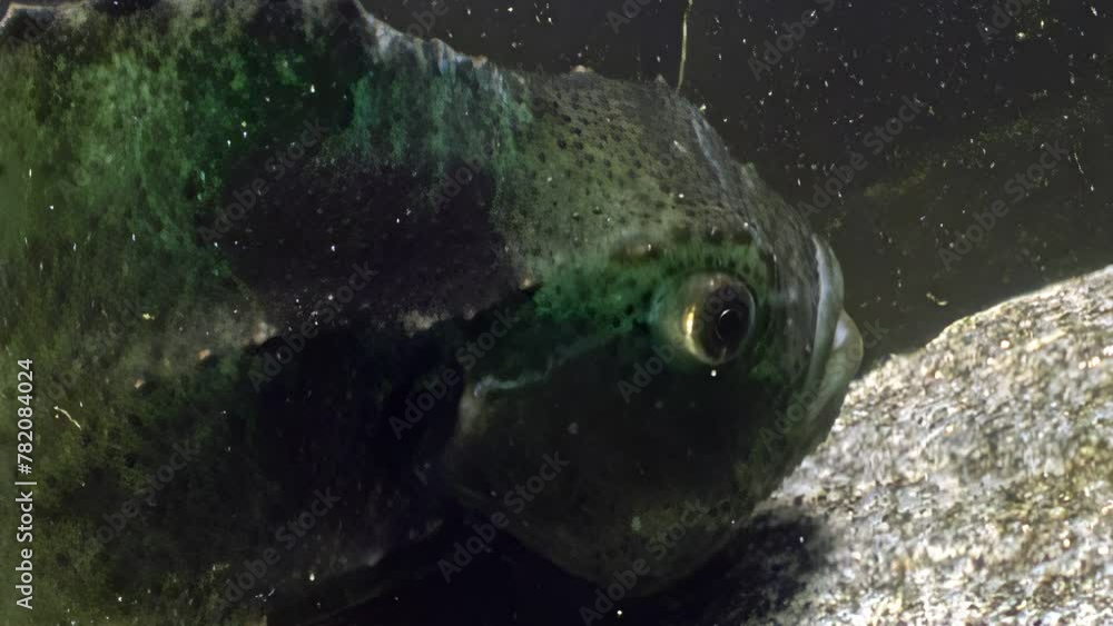 Close-up underwater Lumpfish, or sparrow fish Cyclopterus lumpus in ...