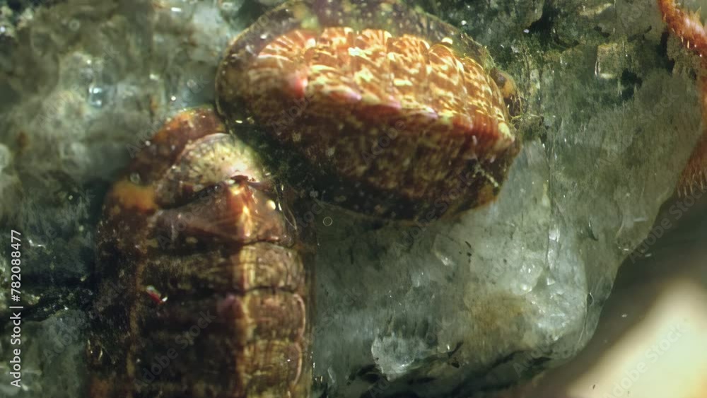 Vidéo Stock Shell mollusc chiton with dorsal plates in marine ...