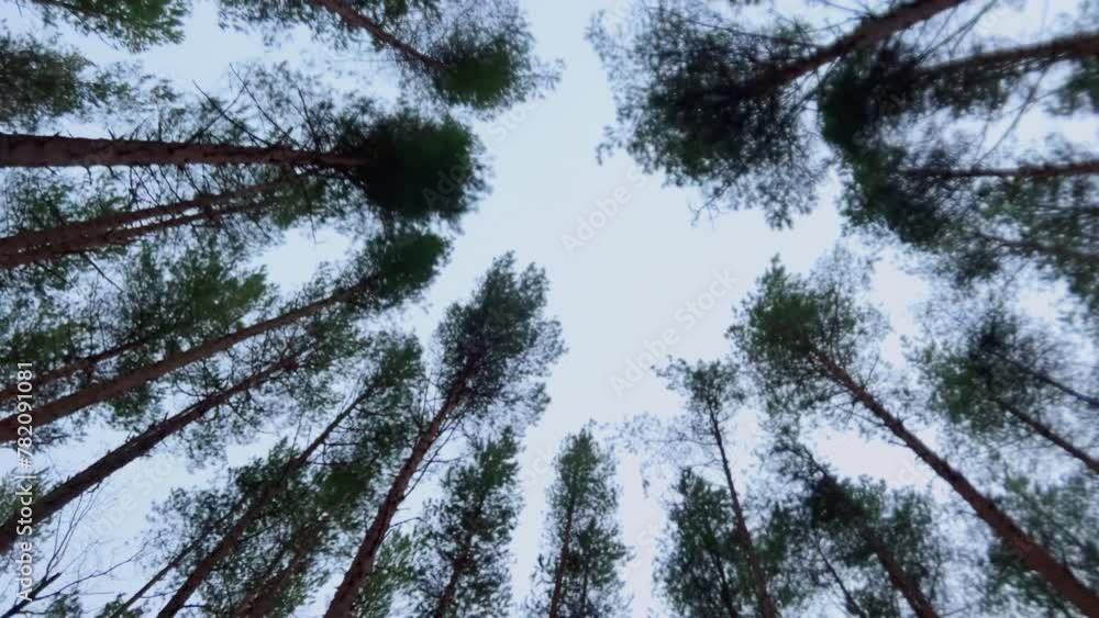 Swirling tree tops in wild woods. Scary pine tree forest. Low angle ...