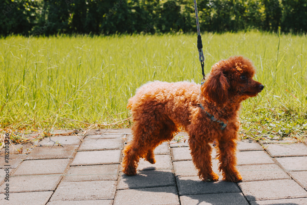 Cute curly toy poodle in the park in summer. A beautiful mini poodle ...