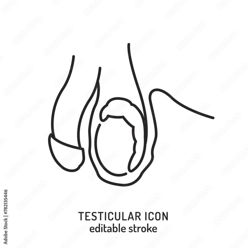 Testicles outline icon. Medical linear pictogram. Testis linear sign ...