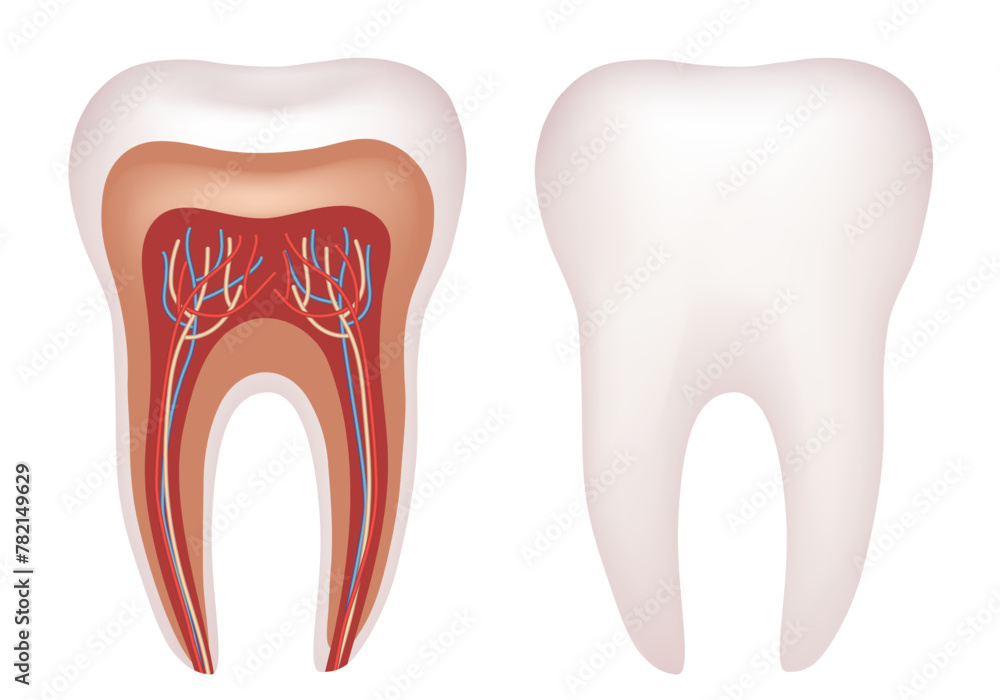 The structure of a human tooth. Anatomy of the tooth. Vector ...