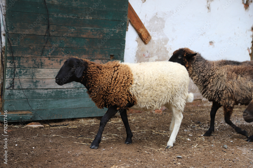 Flock of sheep on farm. Herd of sheep of various colors. Tricolor white ...