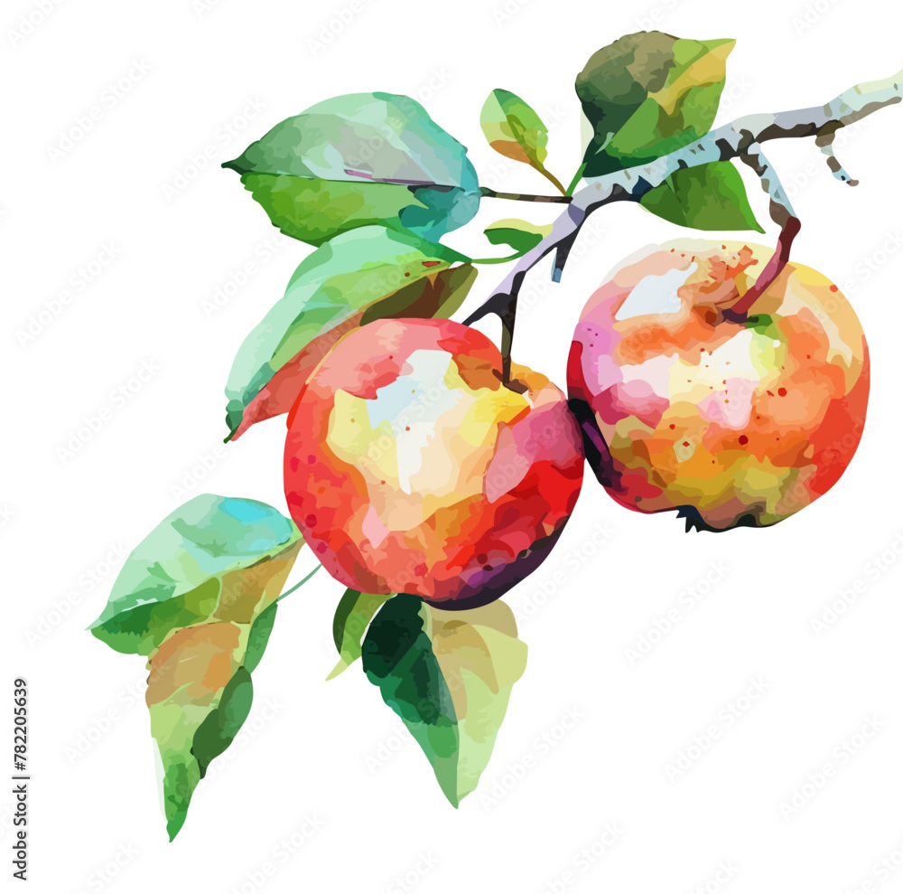 Watercolor of apple fruits, isolated on a white background, apple ...