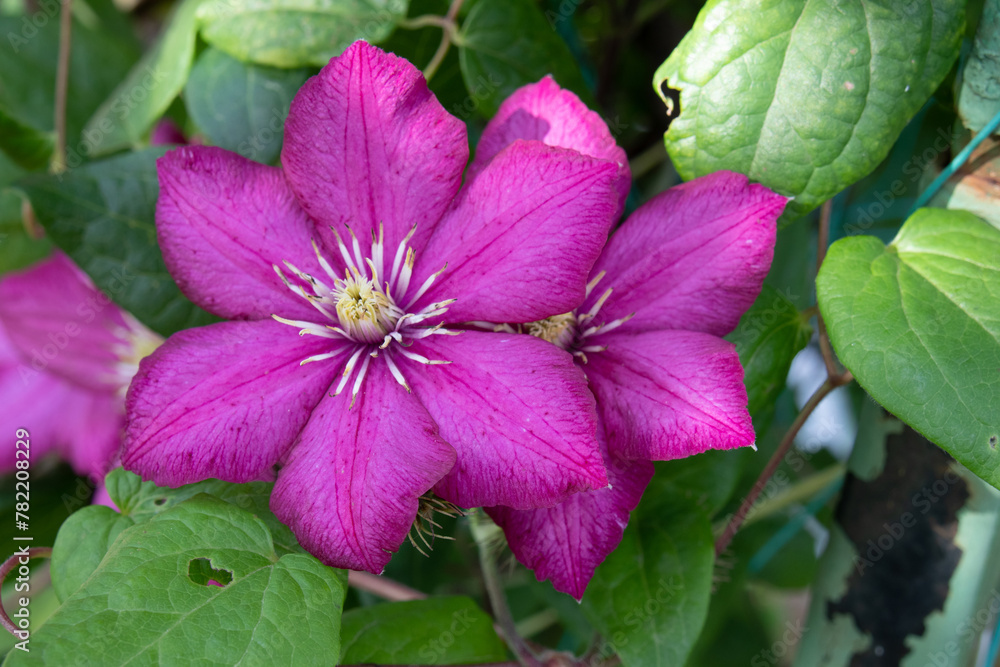 Clematis. A crimson flower with six petals and a yellow center. Open ...