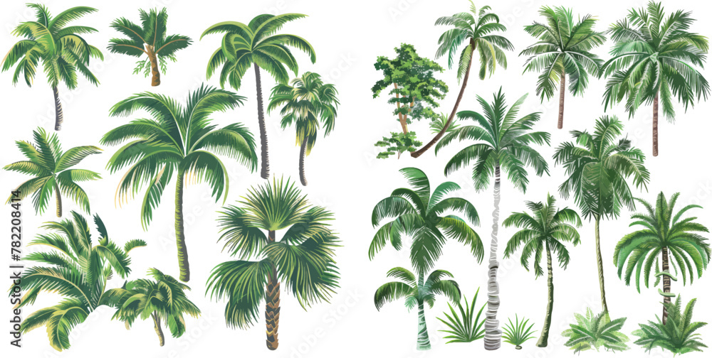 Miami trees, coconut palm or exotic hawaii forest green tree. Isolated ...