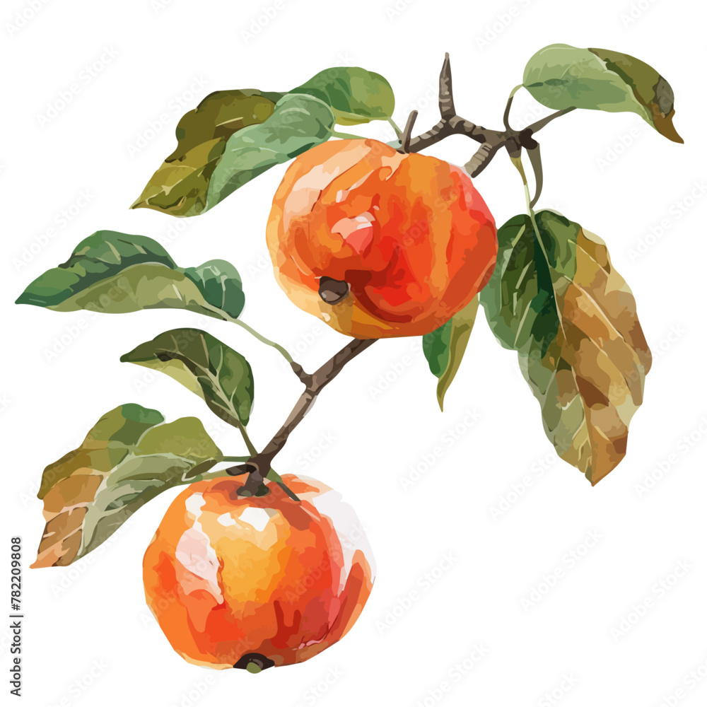 Watercolor painting vector of a persimmon, isolated on a white ...