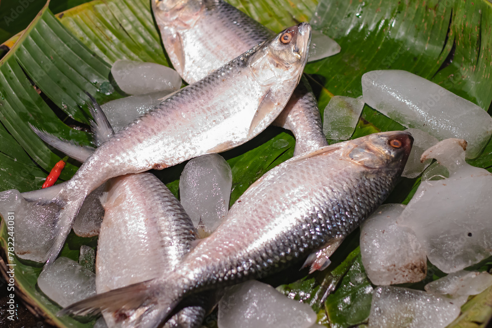 Raw hilsa fish or ilish or kept in fish market for selling. Tenualosa ...