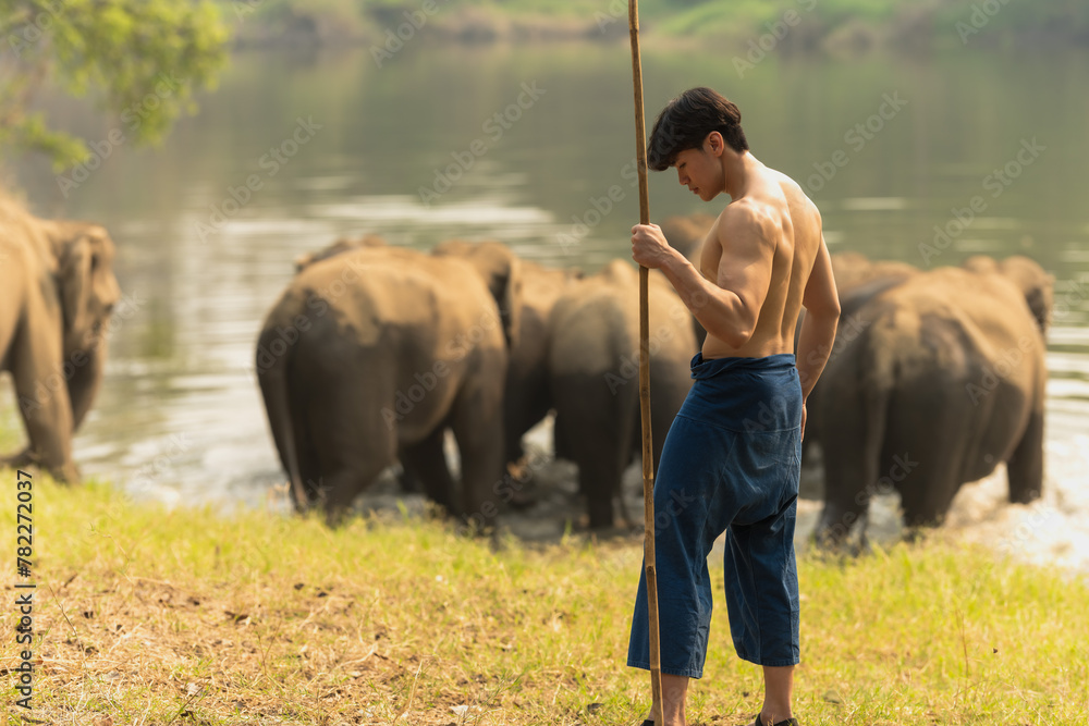 Handsome shirtless young Thai mahout holding spear weapon controlling ...
