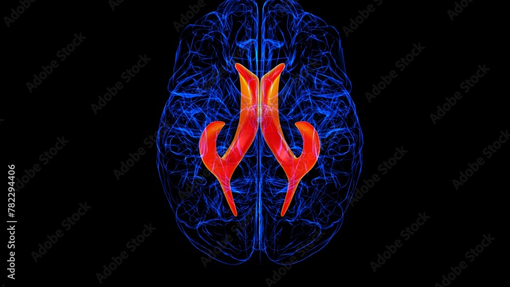 Brain lateral ventricle Anatomy For Medical Concept 3D rendering Stock ...