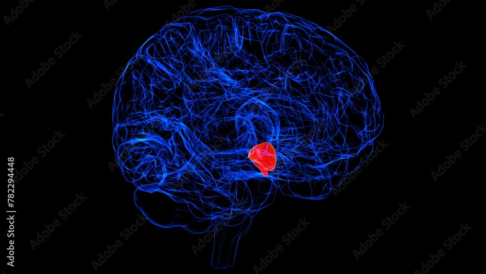 Brain Hypothalamus Anatomy For Medical Concept 3D rendering Stock ...