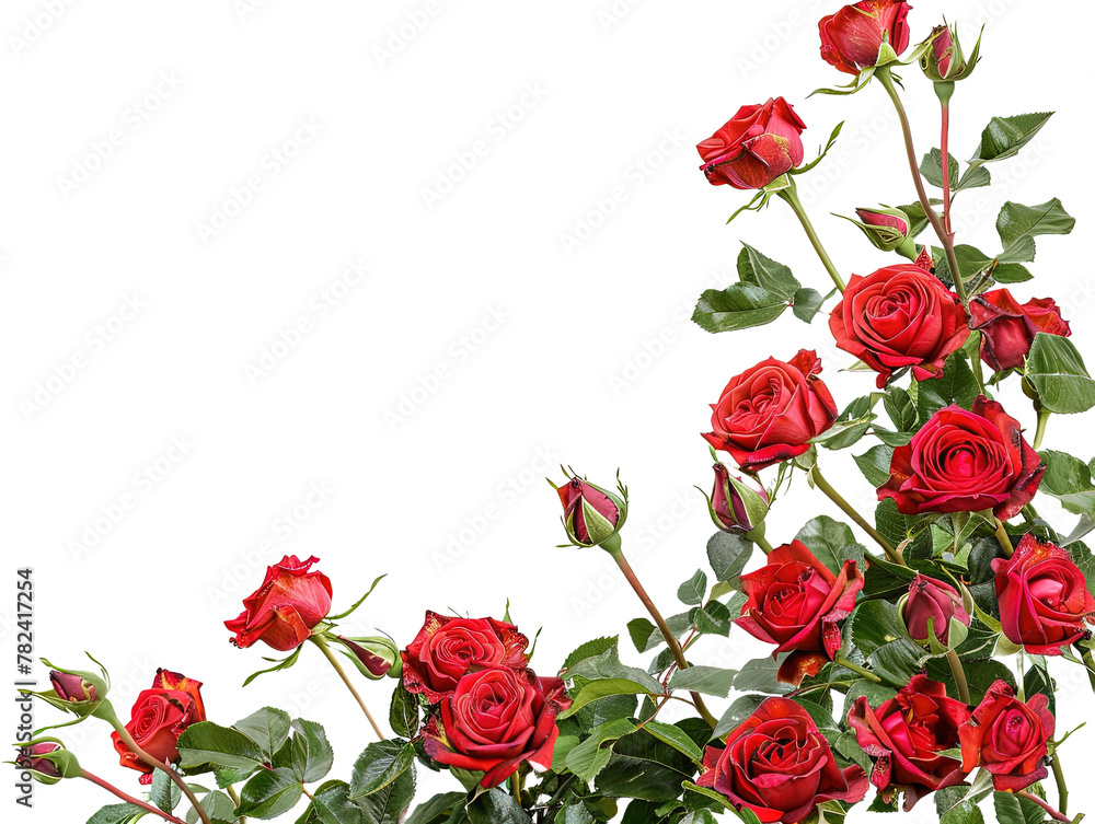 Bunch of red roses frame border for text and desig on white background ...