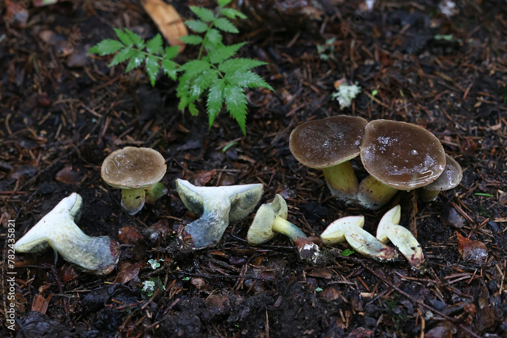 Xerocomellus cisalpinus, previously called Xerocomellus chrysenteron ...