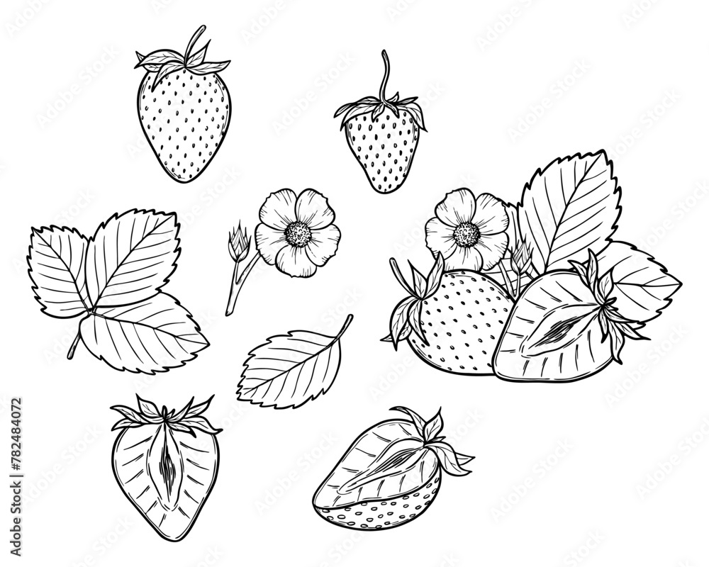 Vector strawberry line art illustration set with berries, leaves and ...