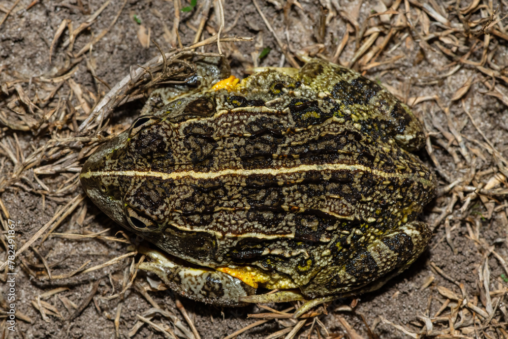 Above photograph of the newly discovered African bullfrog, Beytell's ...