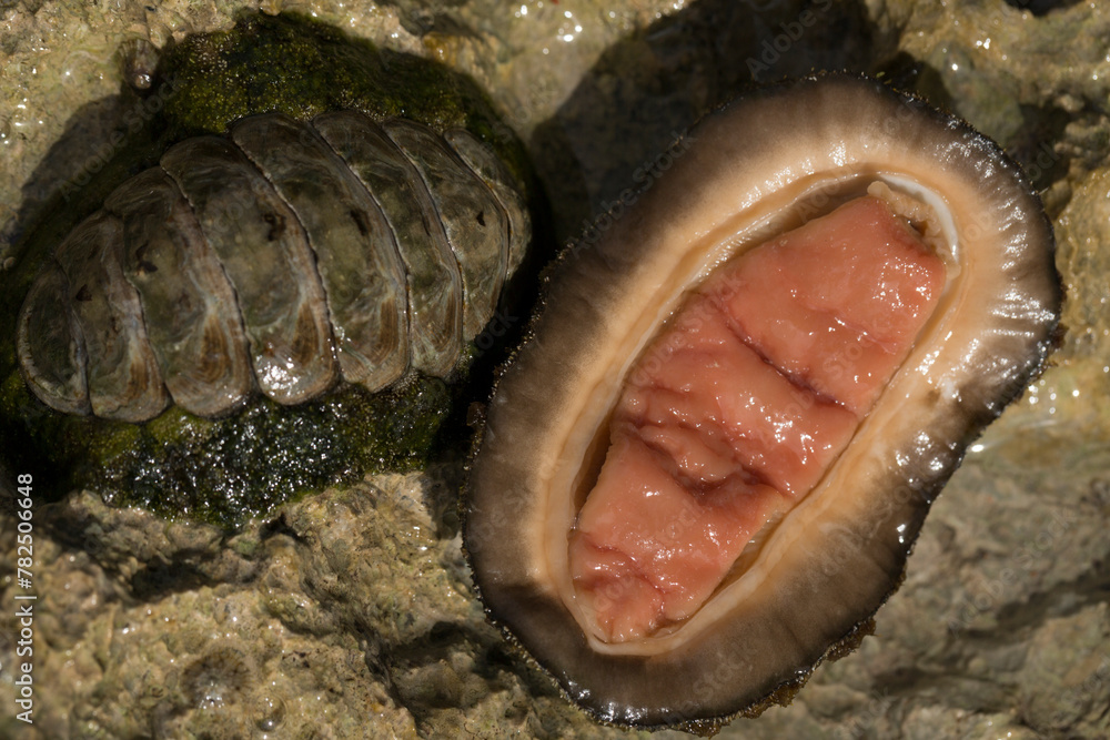 Acanthopleura haddoni, tropical species of chiton. The fauna of the Red ...