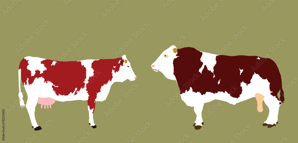 Simmental cow and bull couple vector illustration isolated on ...