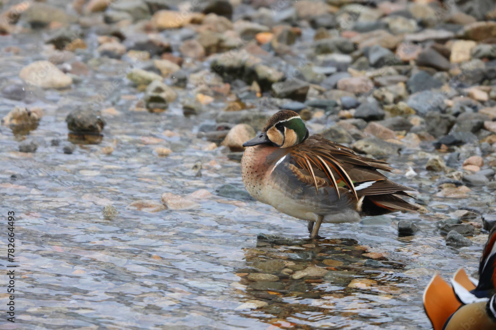 Baikal teal (Sibirionetta formosa), also called the bimaculate duck or ...
